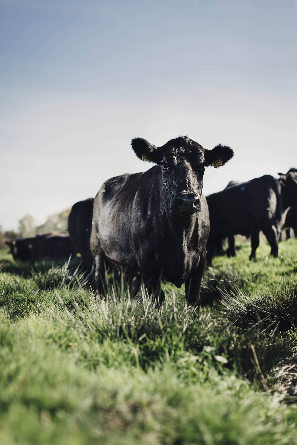 FERME DU TREFLE – Aberdeen-Angus